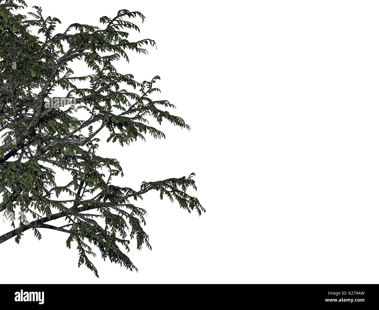 3d rendering of a foreground tree branch isolated on white background ...