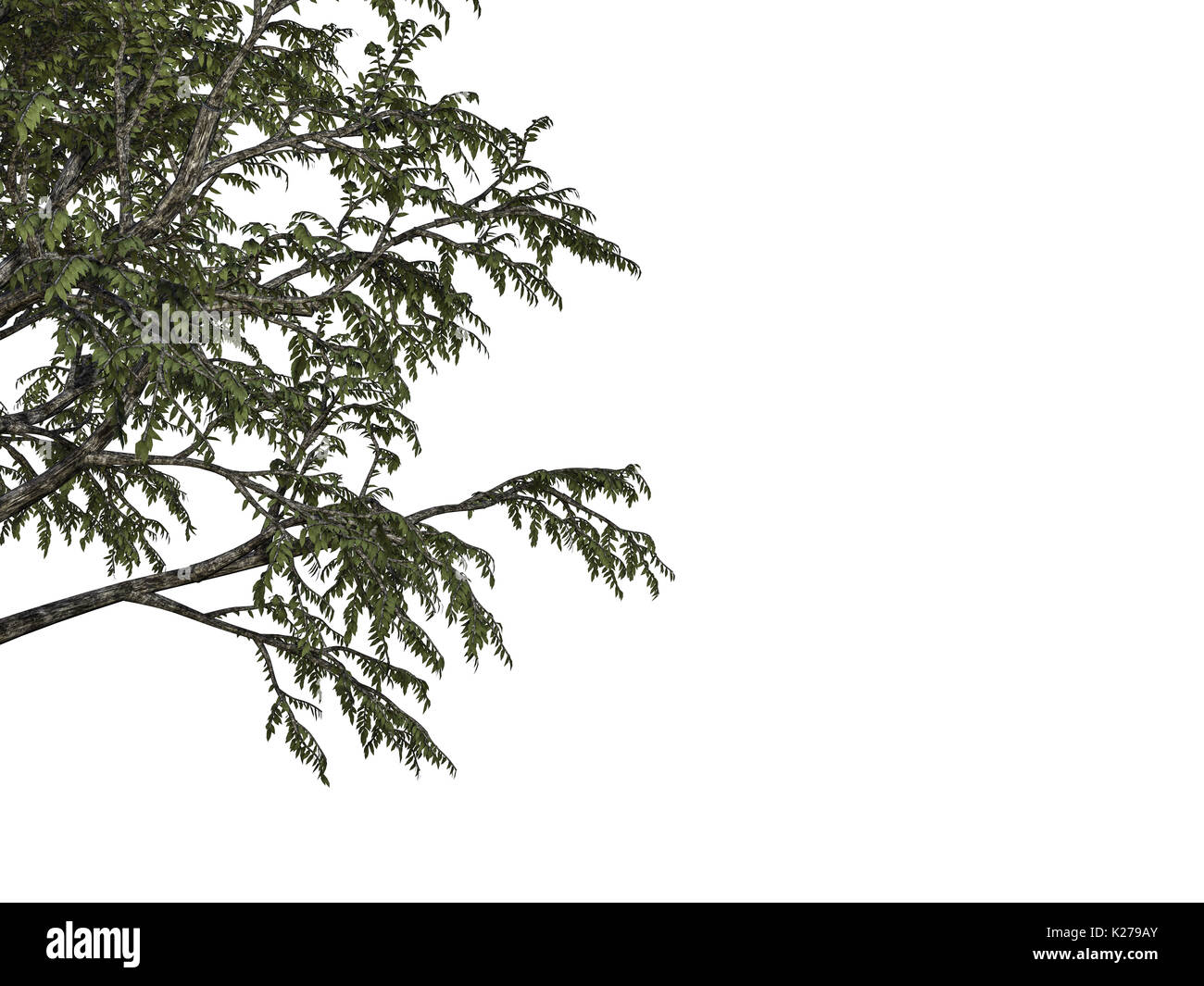3d rendering of a foreground tree branch isolated on white background ...