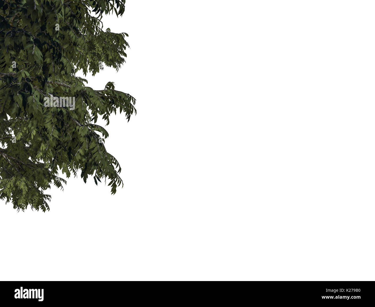 3d rendering of a foreground tree branch isolated on white background ...