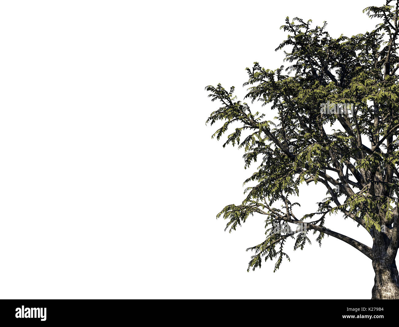3d rendering of a foreground tree branch isolated on white background ...