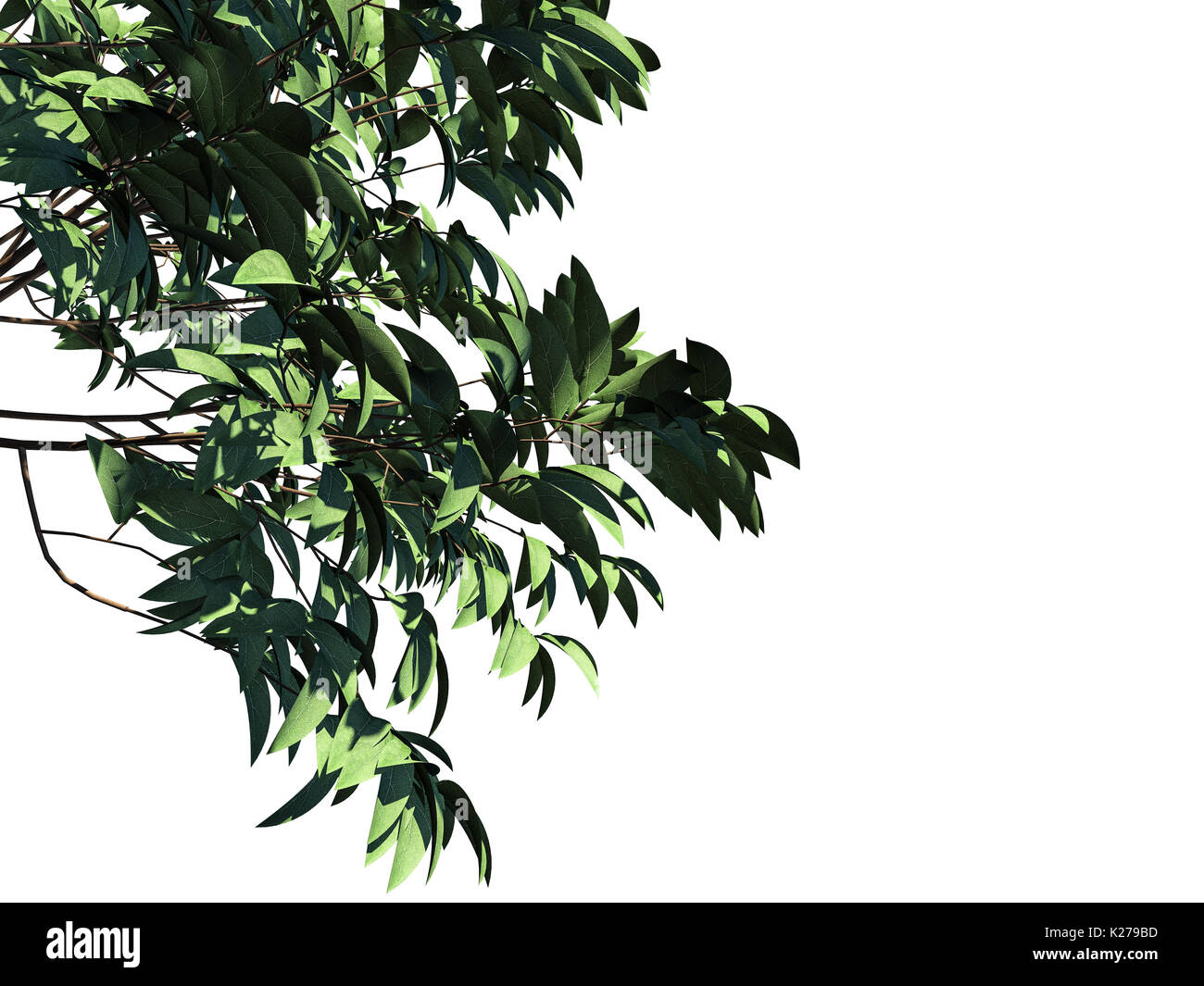 3d rendering of a foreground tree branch isolated on white background ...