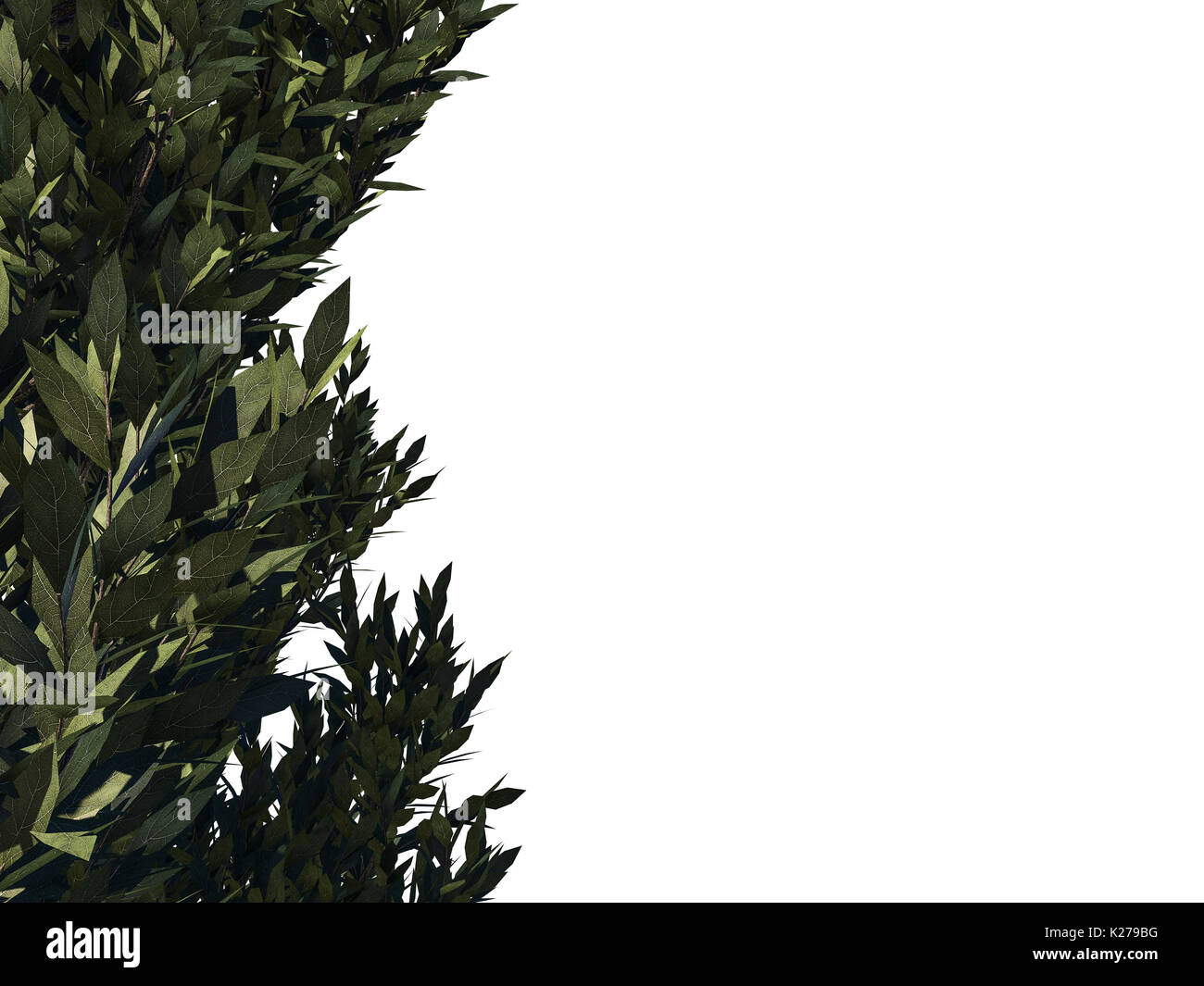 3d rendering of a foreground tree branch isolated on white background ...