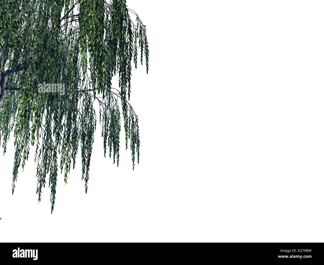 3d rendering of a foreground tree branch isolated on white background ...
