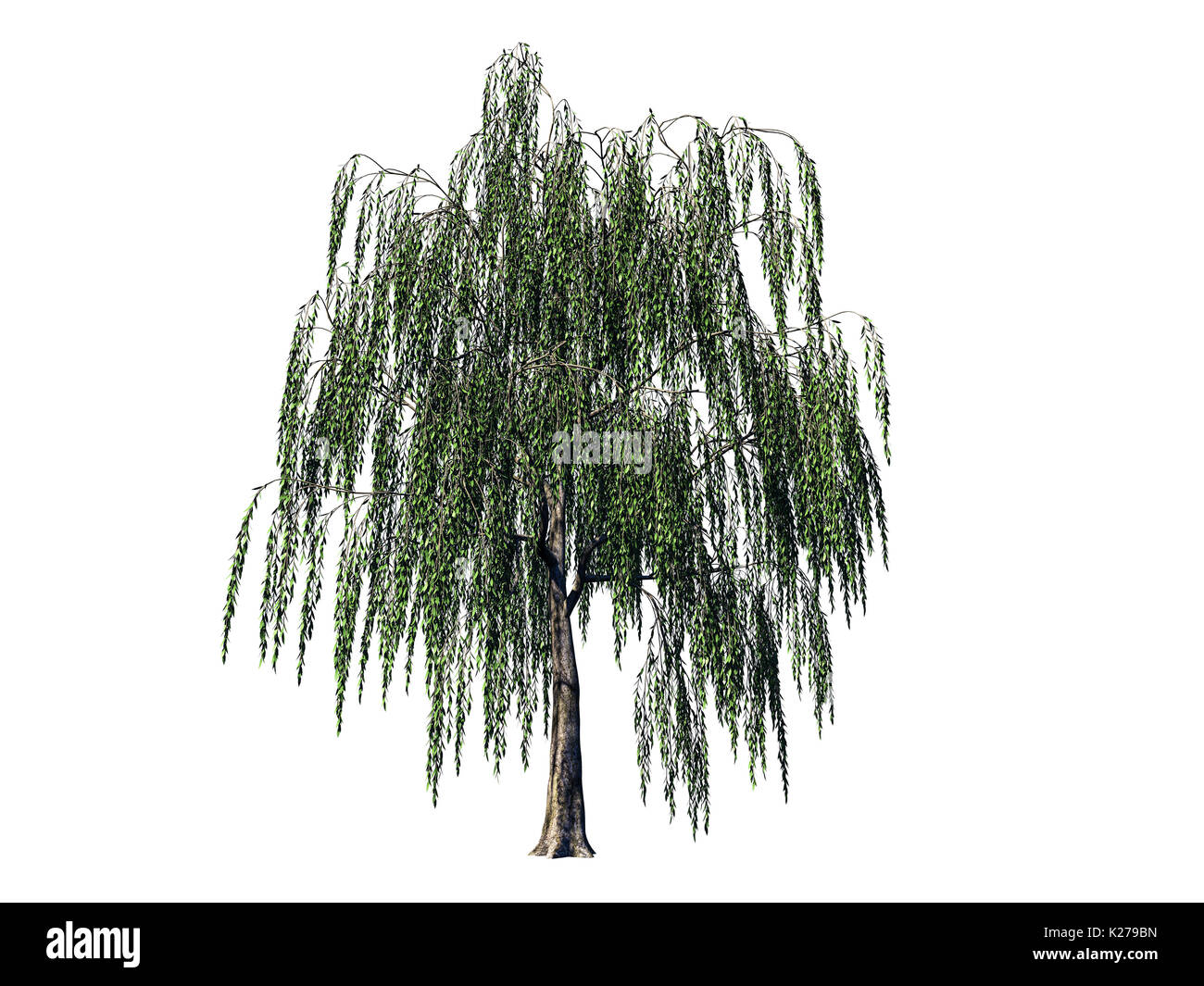 Foreground of natural vegetation Cut Out Stock Images & Pictures - Alamy