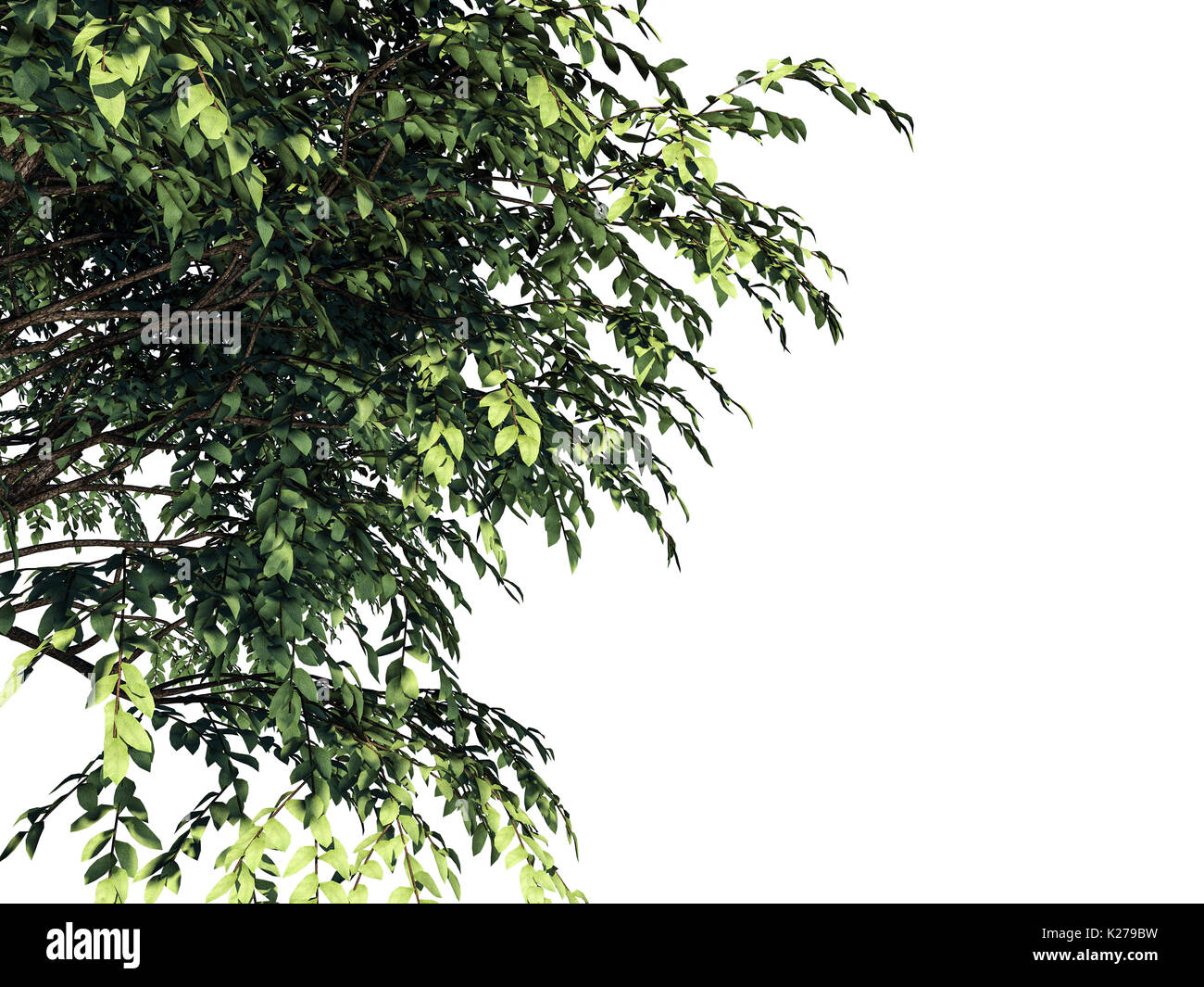 3d rendering of a foreground tree branch isolated on white background ...