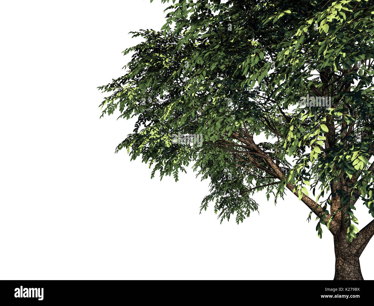 3d rendering of a foreground tree branch isolated on white background ...