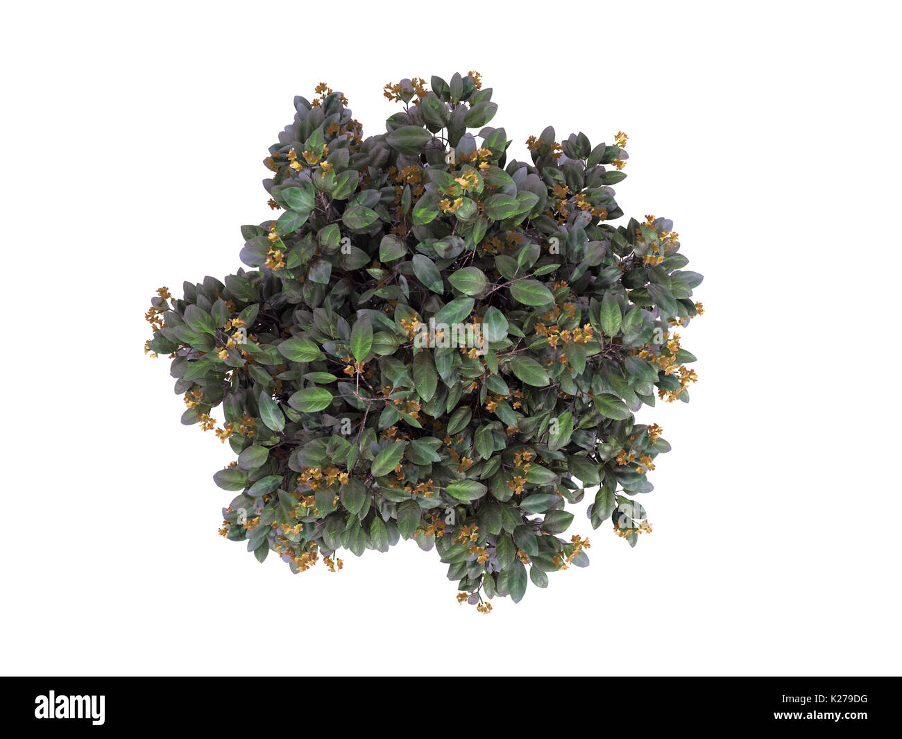 3d rendering of a realistic green top view tree isolated on white Stock ...