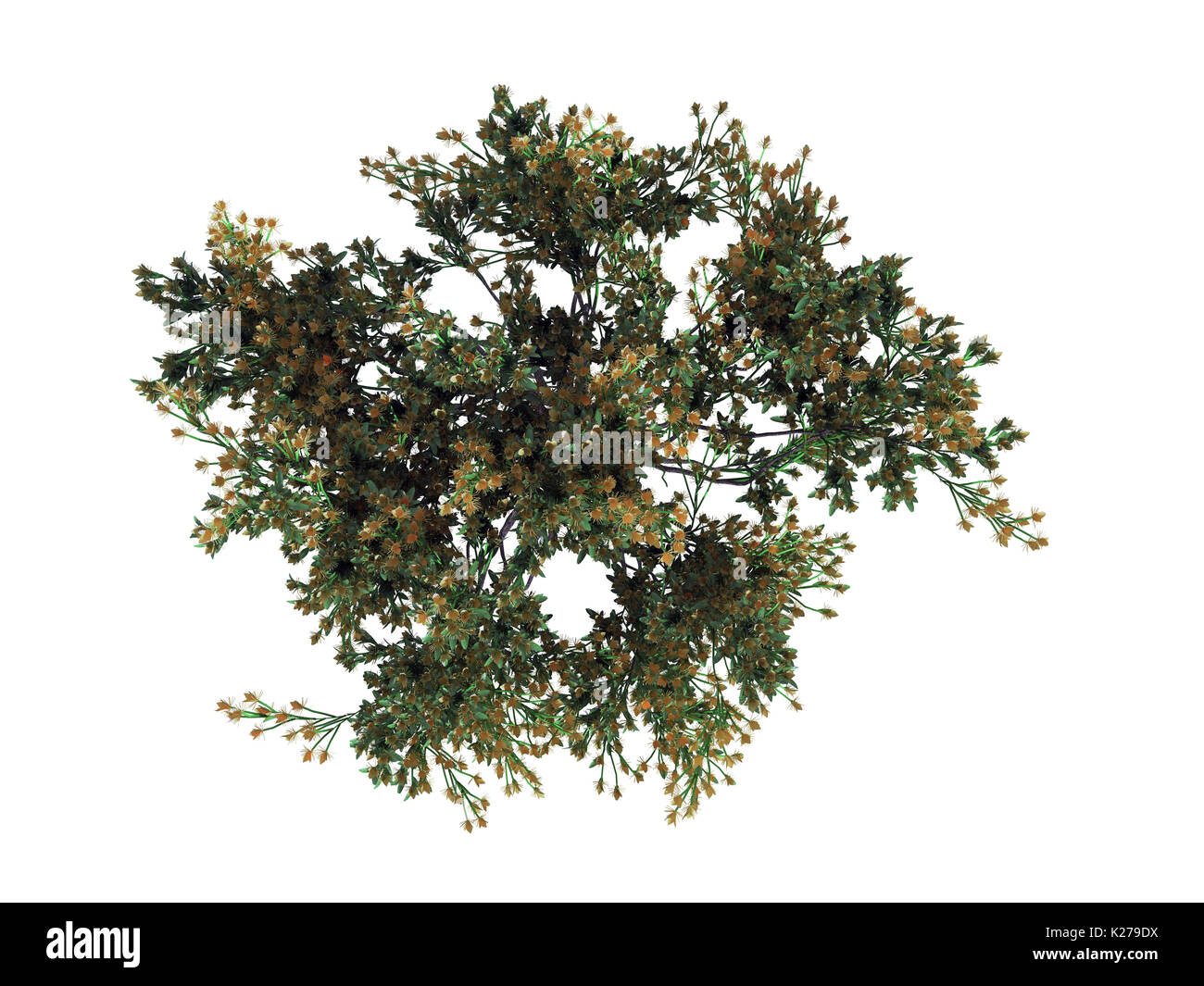 3d rendering of a realistic green top view tree isolated on white Stock ...