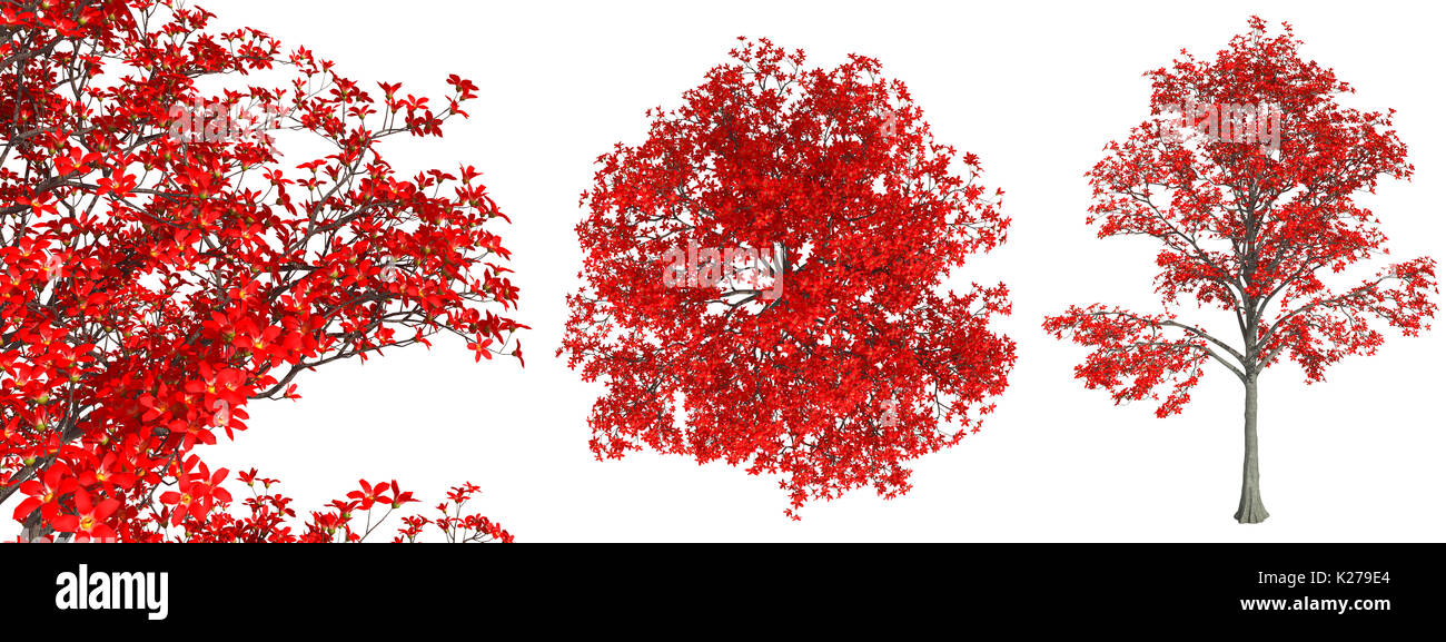 3d rendering of a foreground tree branch isolated on white Stock Photo ...
