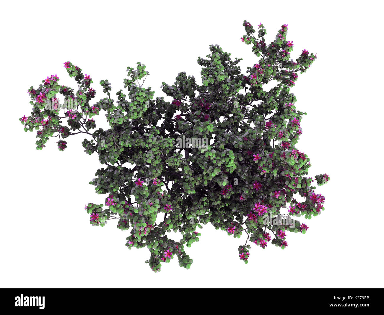 3d rendering of a realistic green top view tree isolated on white Stock ...