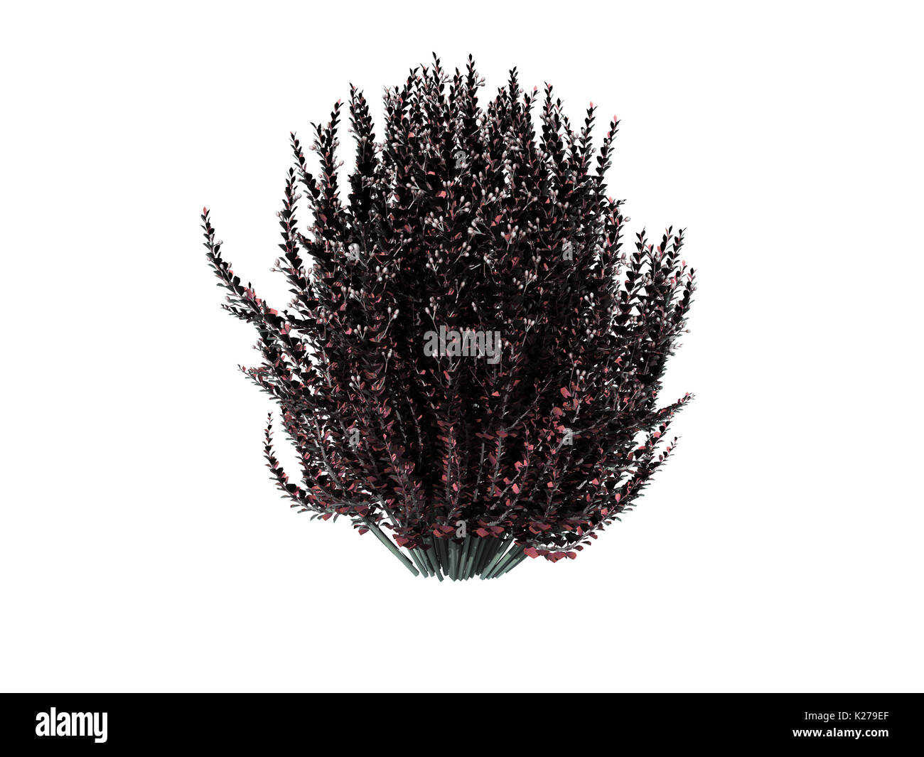 3d rendering of a realistic flower bush isolated on white Stock Photo ...