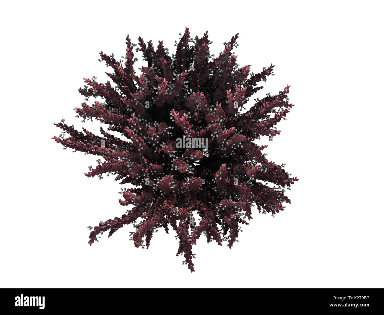 3d rendering of a realistic green top view tree isolated on white Stock ...