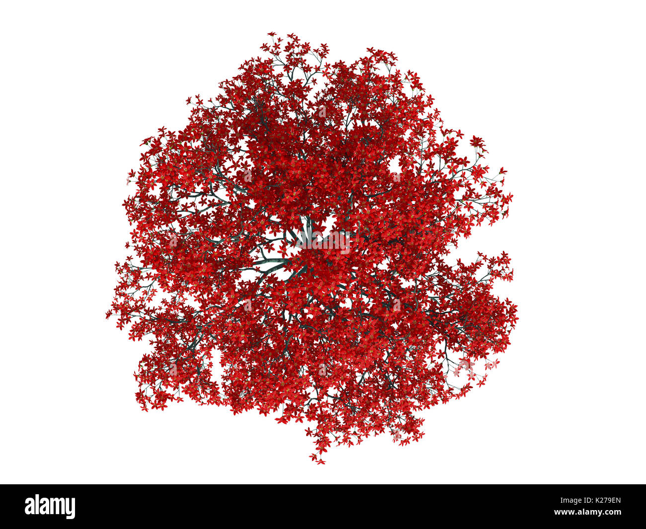Rendered In Plan View Tree Tree Plan PNG, Tree Top View, Tree Plan