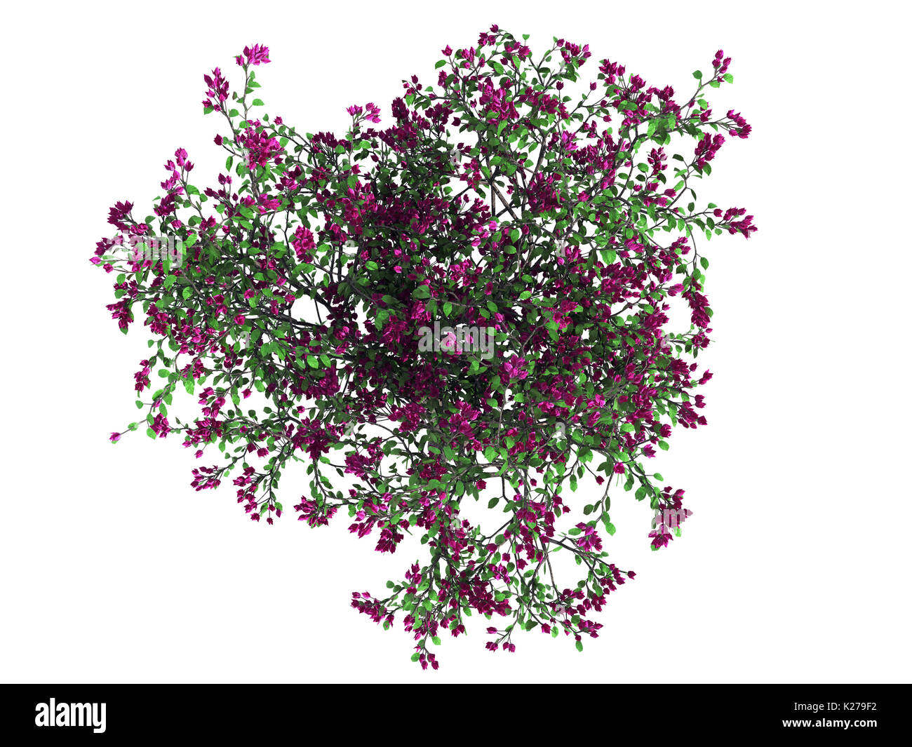 3d rendering of a realistic green top view tree isolated on white Stock ...
