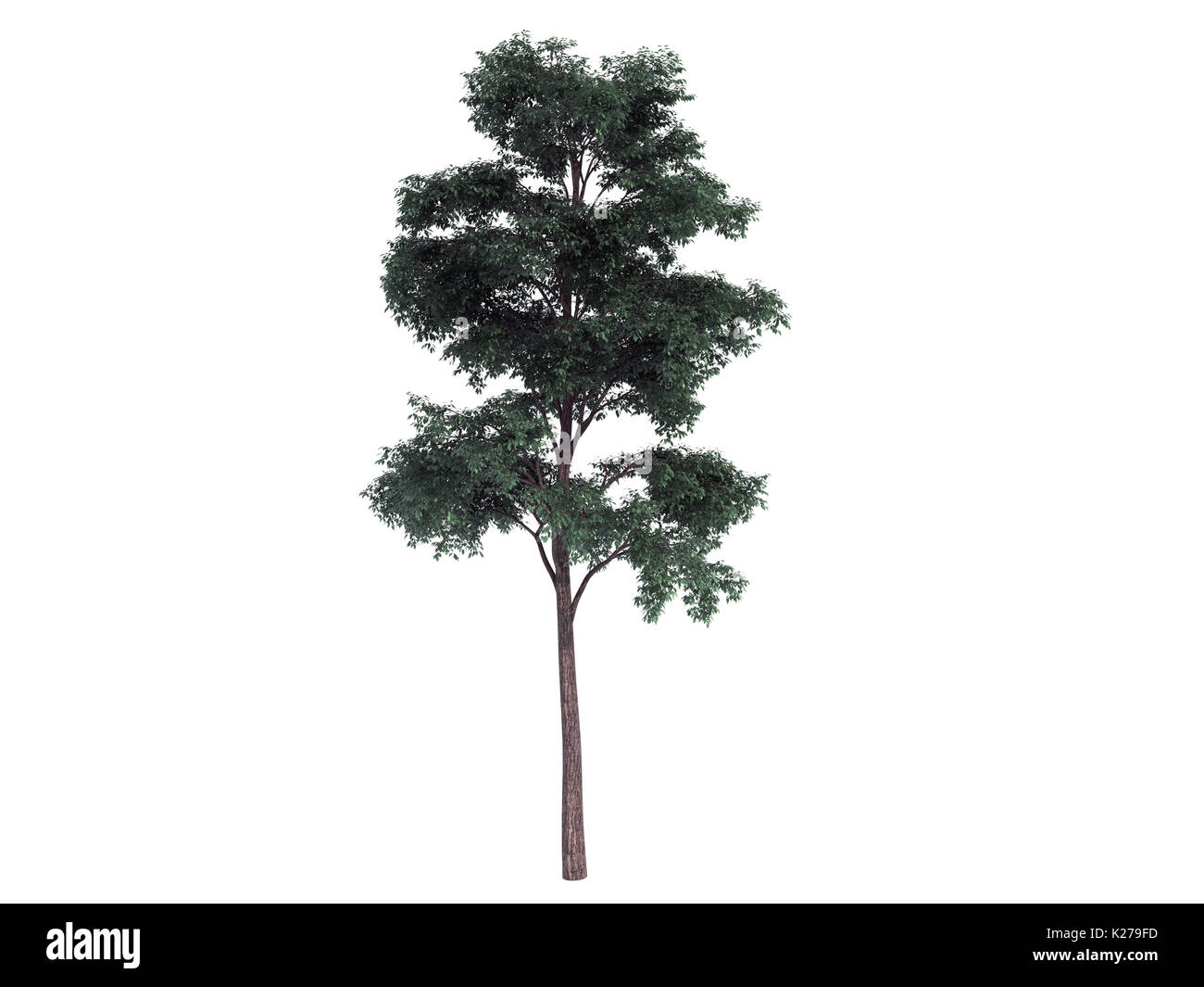 3d rendering of a realistic green tree isolated on white Stock Photo ...