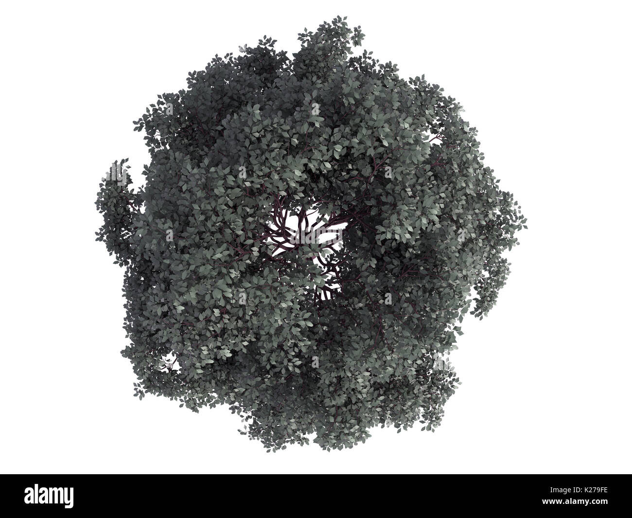 3d rendering of a realistic green top view tree isolated on white Stock ...