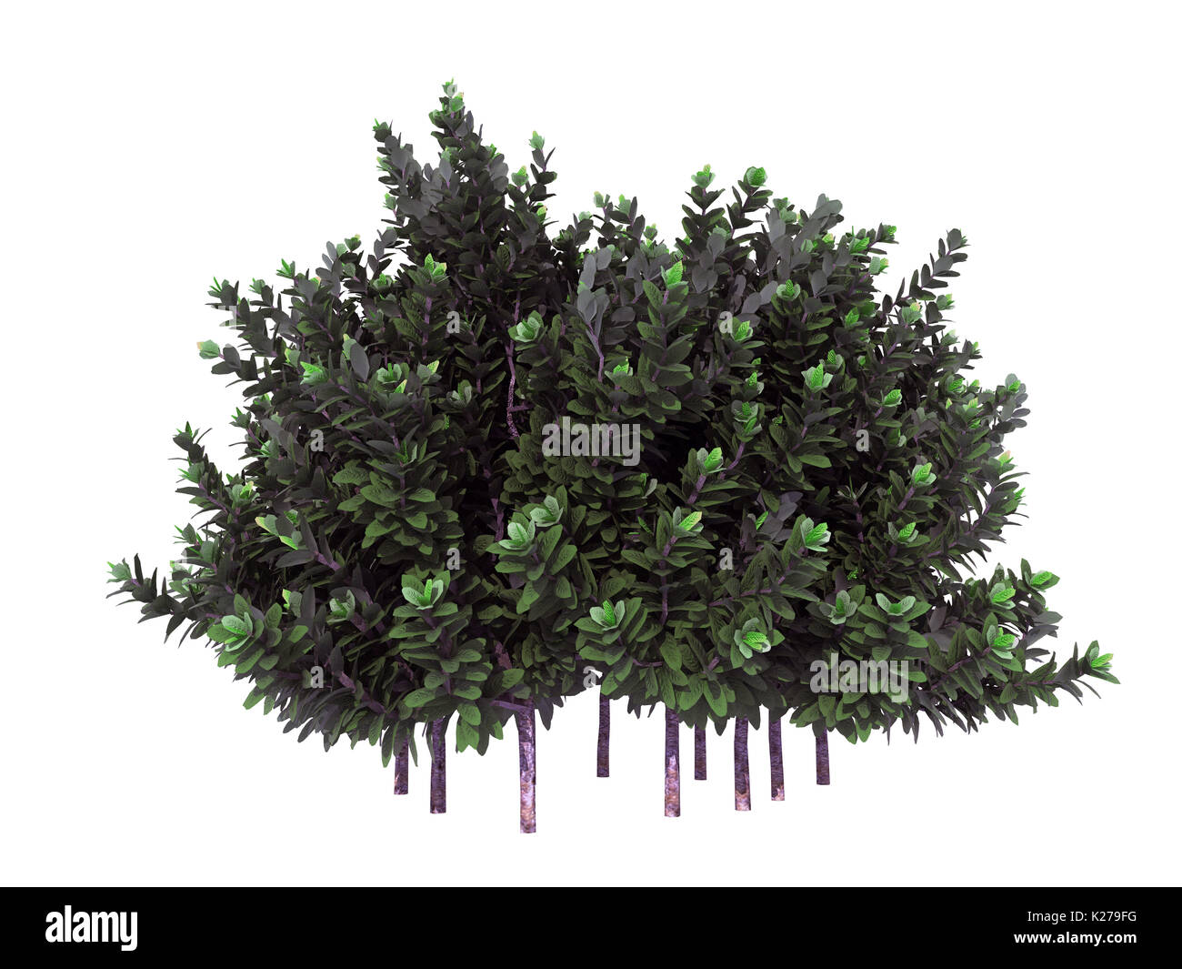 3d rendering of a realistic green tree isolated on white Stock Photo ...