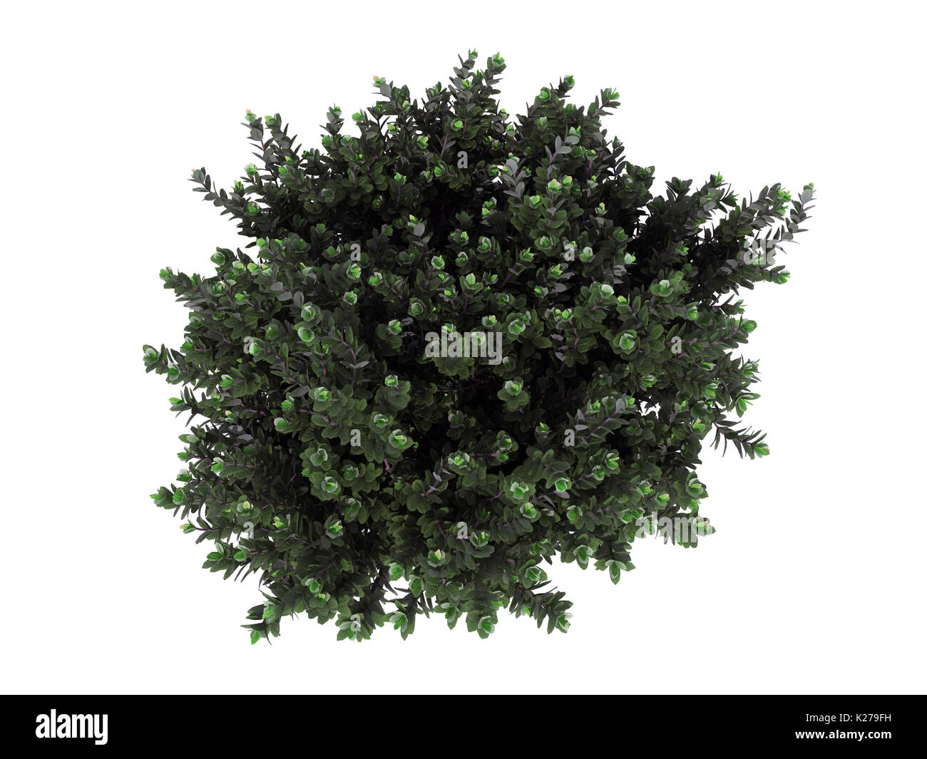 3d rendering of a realistic green top view tree isolated on white Stock ...