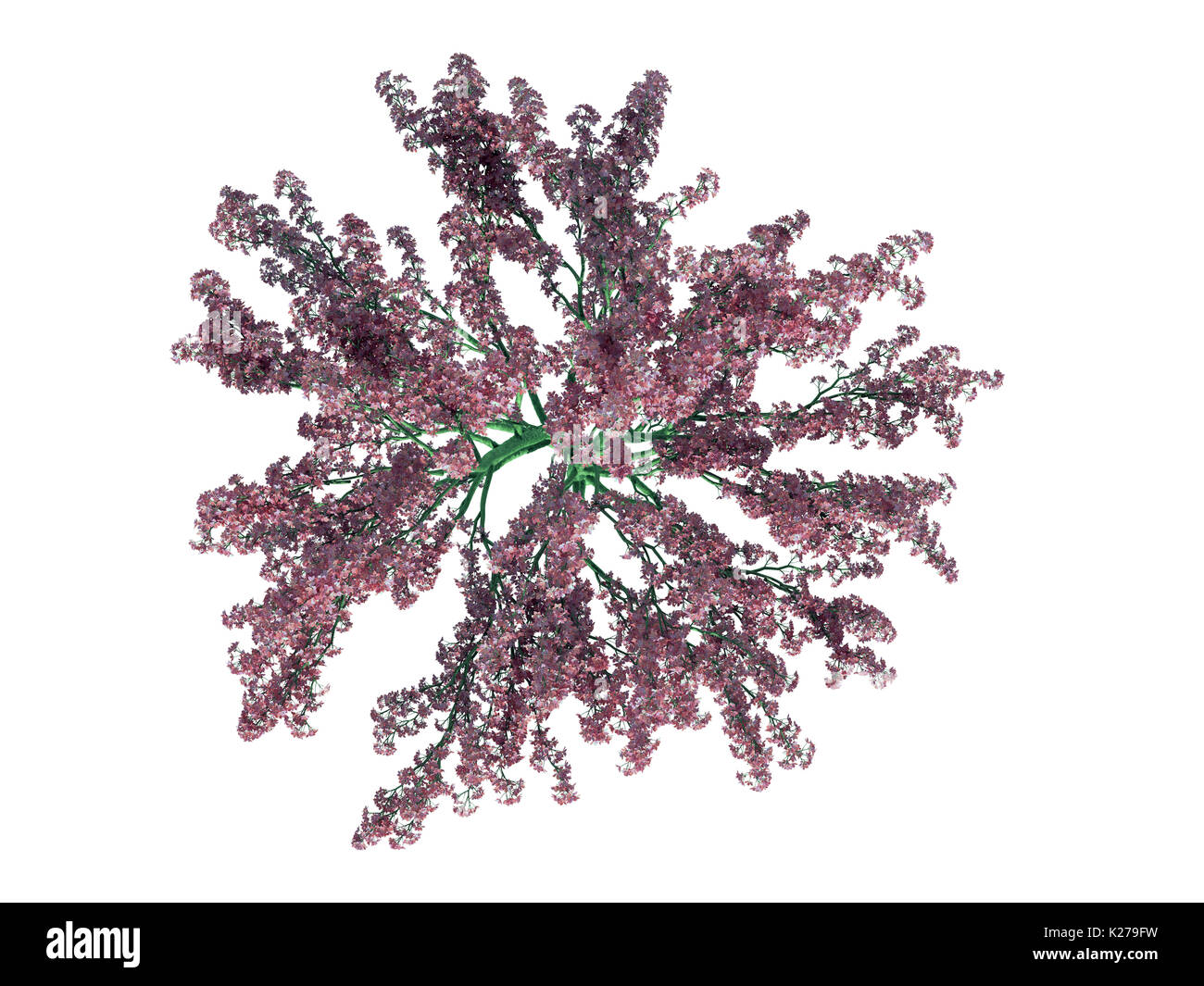 3d rendering of a realistic green top view tree isolated on white Stock ...