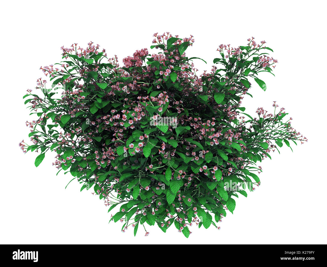 3d rendering of a realistic flower bush isolated on white Stock Photo ...