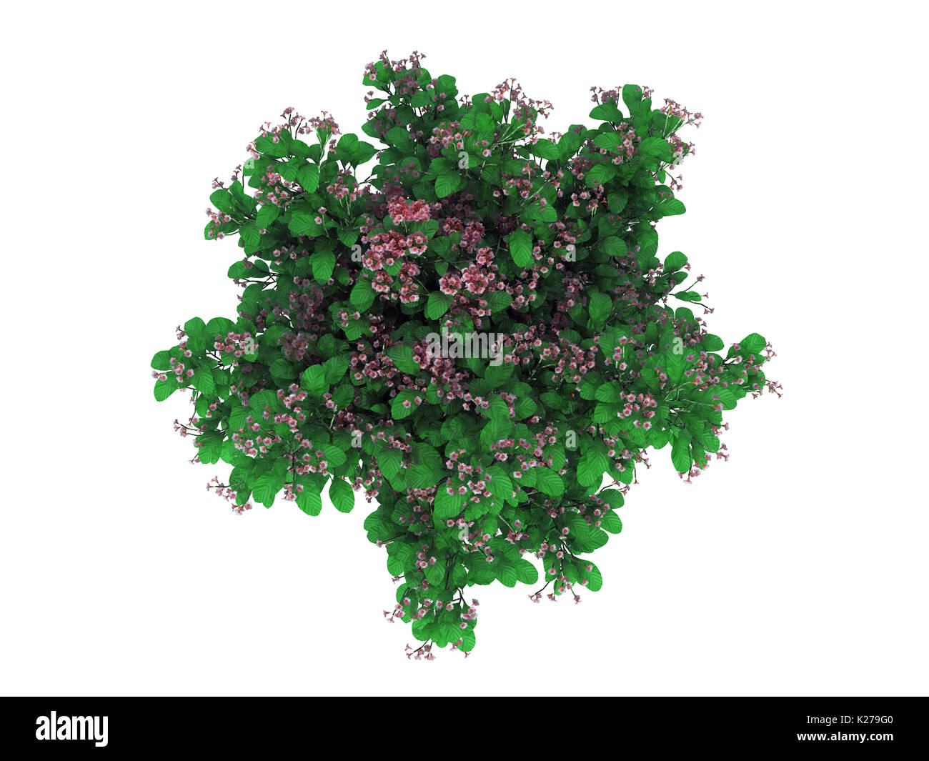3d rendering of a realistic green top view tree isolated on white Stock ...