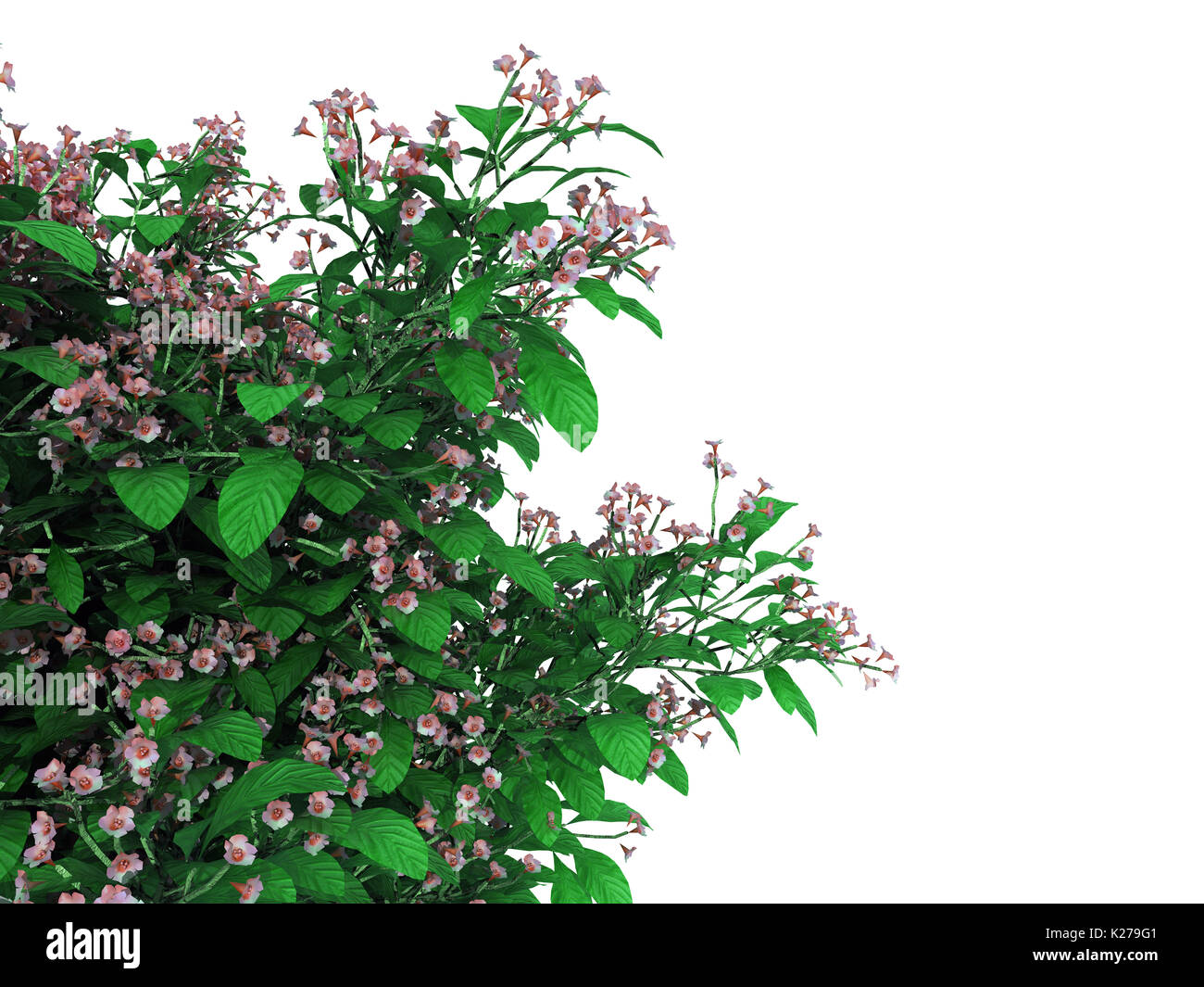 3d rendering of a foreground flower branch isolated on white Stock ...