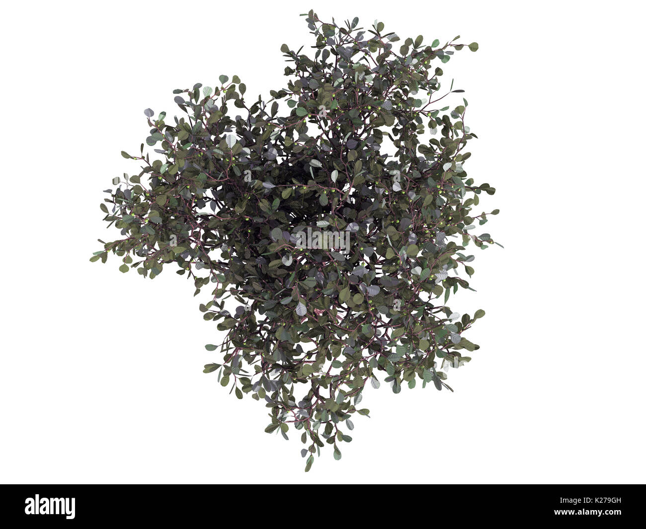 3d rendering of a realistic green top view tree isolated on white Stock ...