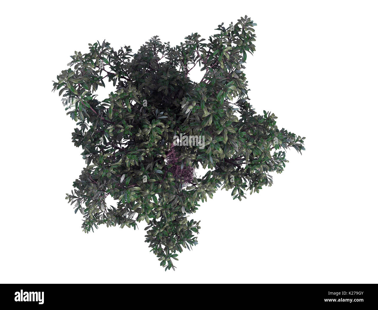3d rendering of a realistic green top view tree isolated on white Stock ...