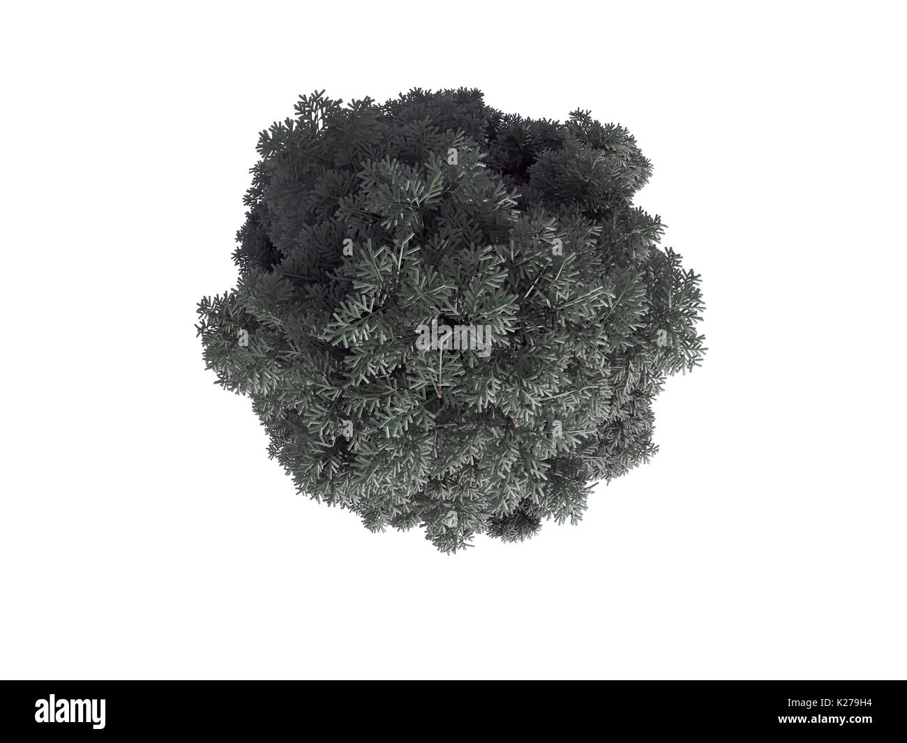 3d rendering of a realistic green top view tree isolated on white Stock ...