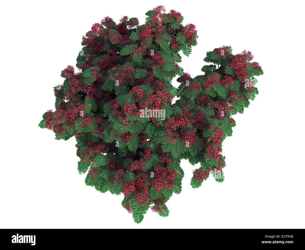 3d rendering of a realistic green top view tree isolated on white Stock ...