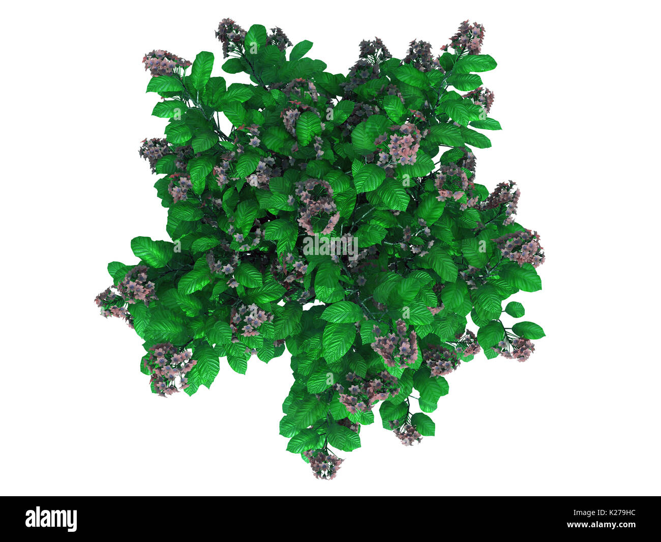 3d rendering of a realistic green top view tree isolated on white Stock ...