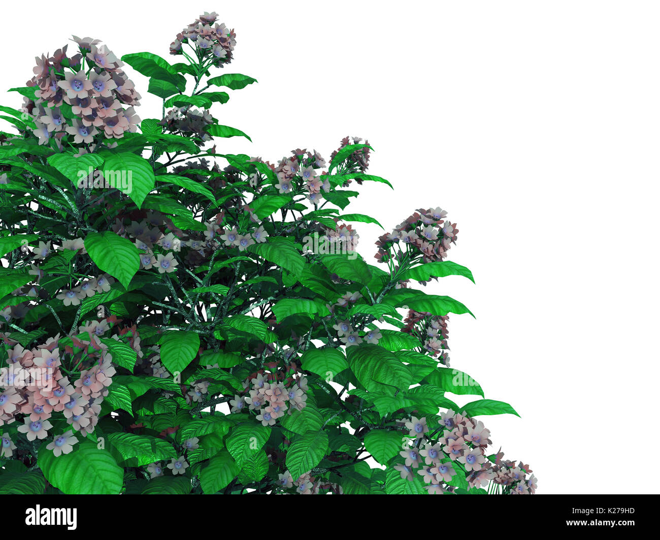 3d rendering of a foreground flower branch isolated on white Stock ...