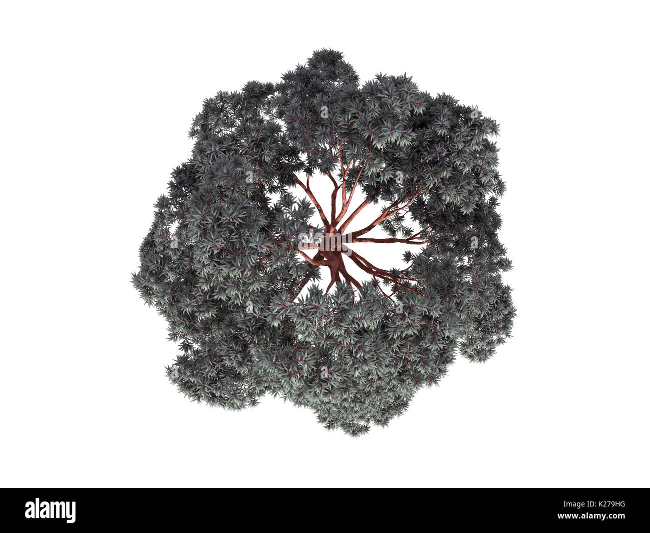 3d rendering of a realistic green top view tree isolated on white Stock ...