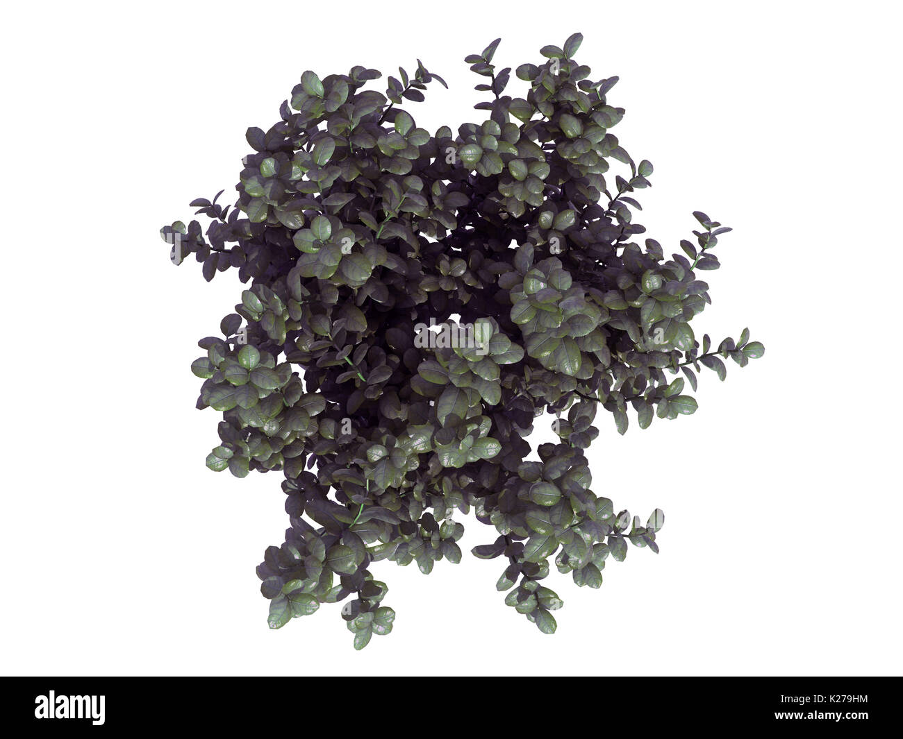 3d rendering of a realistic green top view tree isolated on white Stock ...