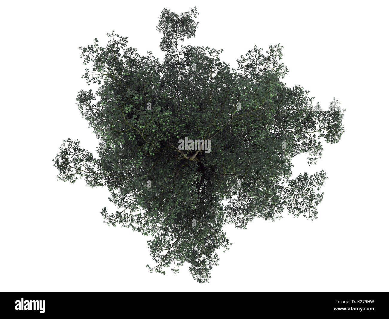 3d rendering of a realistic green top view tree isolated on white Stock ...