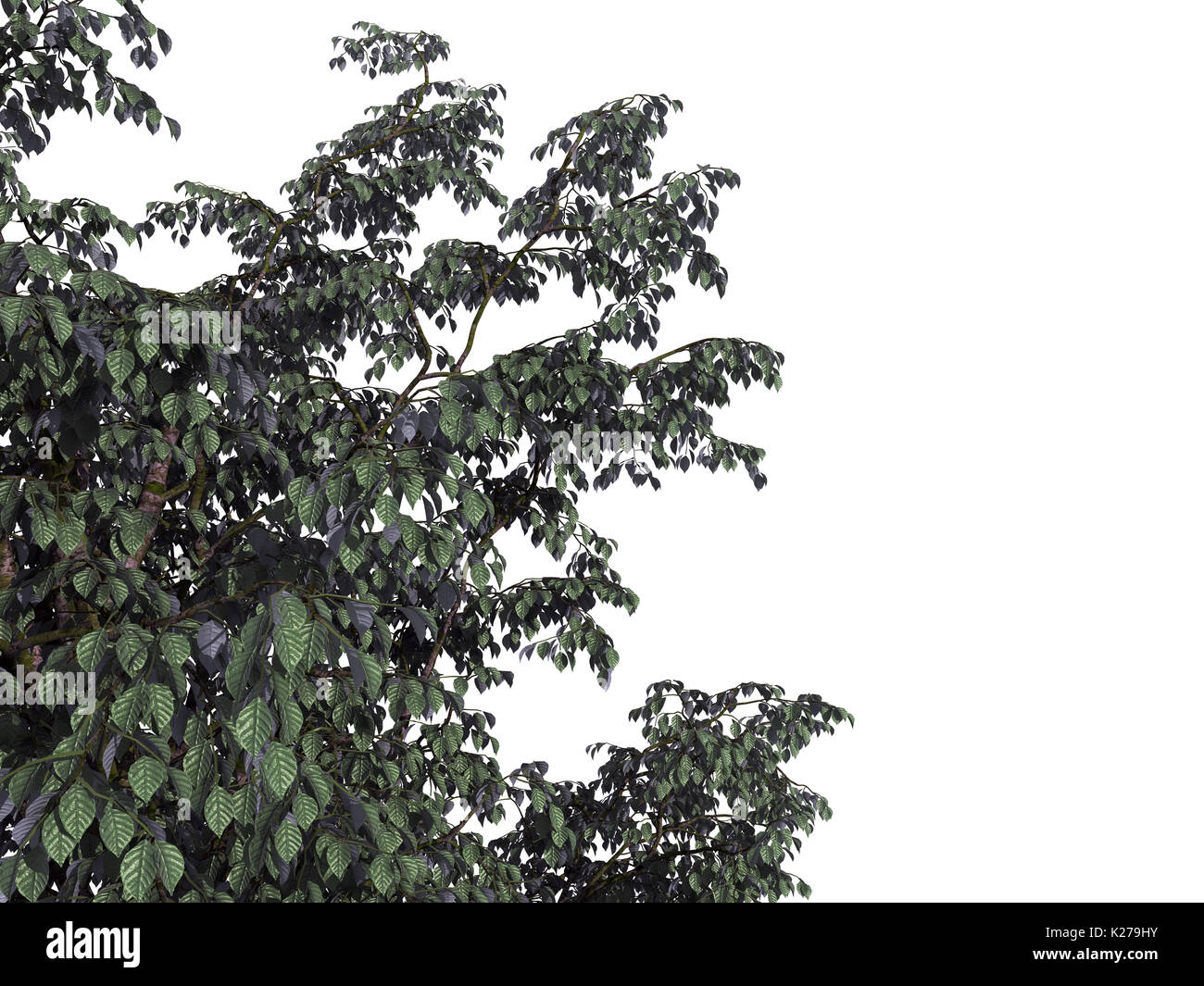 3d rendering of a foreground tree branch isolated on white Stock Photo ...