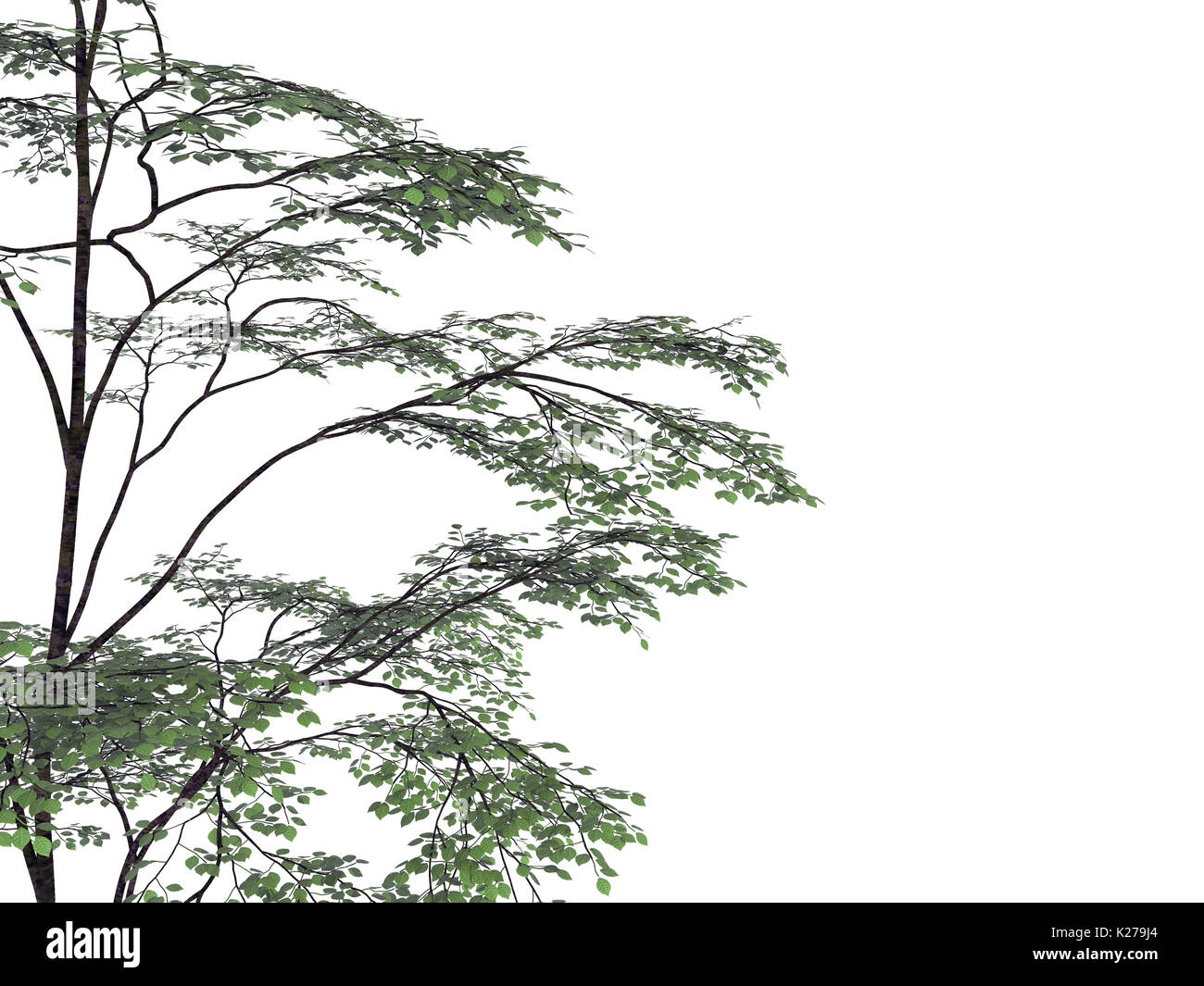 3d rendering of a foreground tree branch isolated on white Stock Photo ...