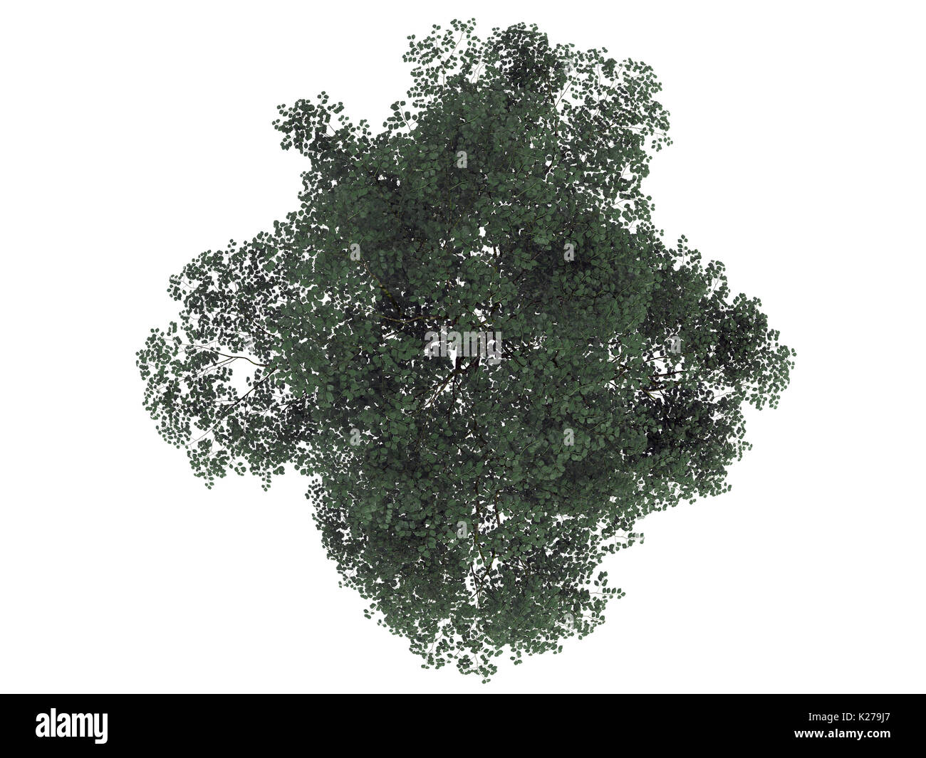 3d rendering of a realistic green top view tree isolated on white Stock ...