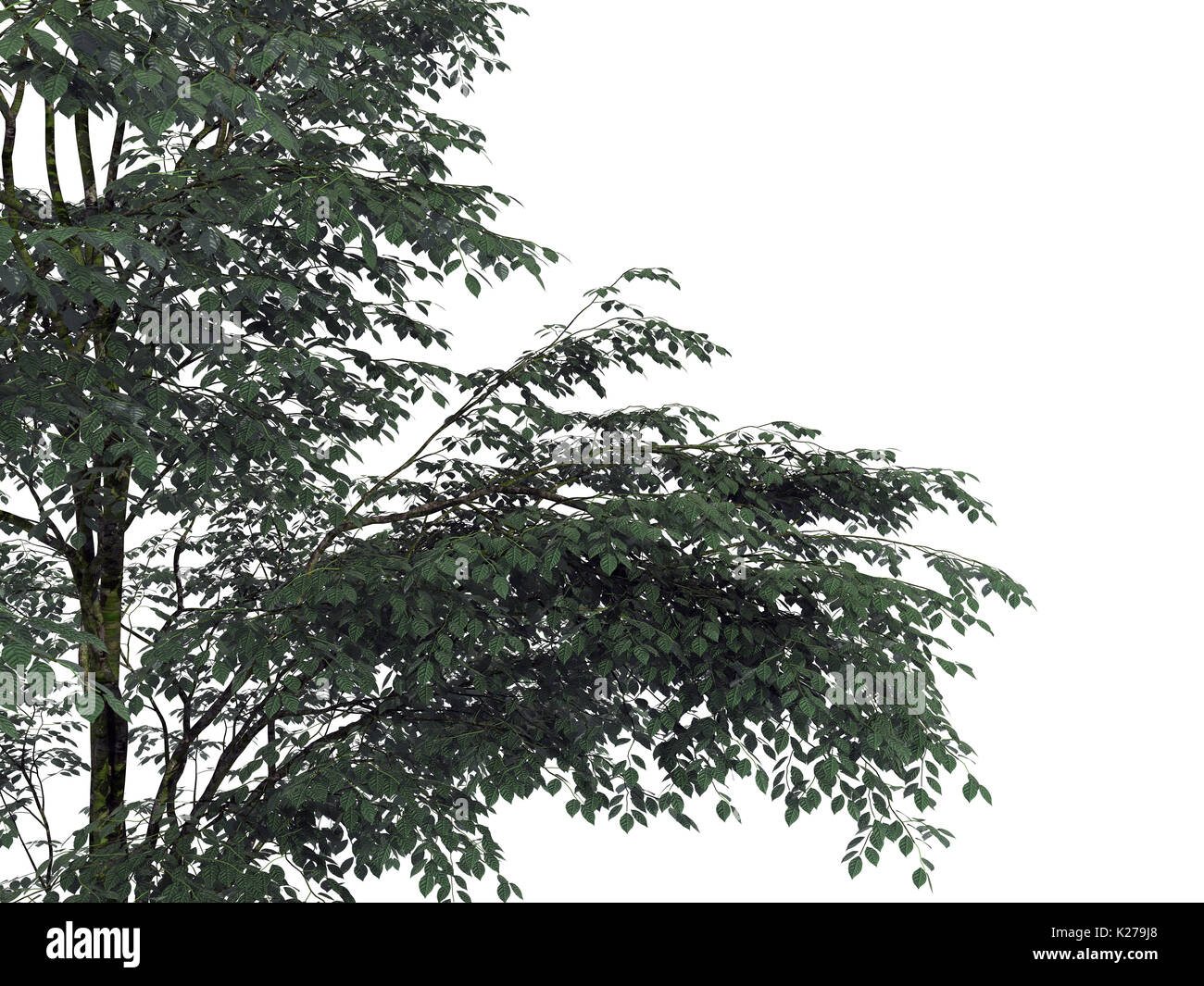 3d rendering of a foreground tree branch isolated on white Stock Photo ...