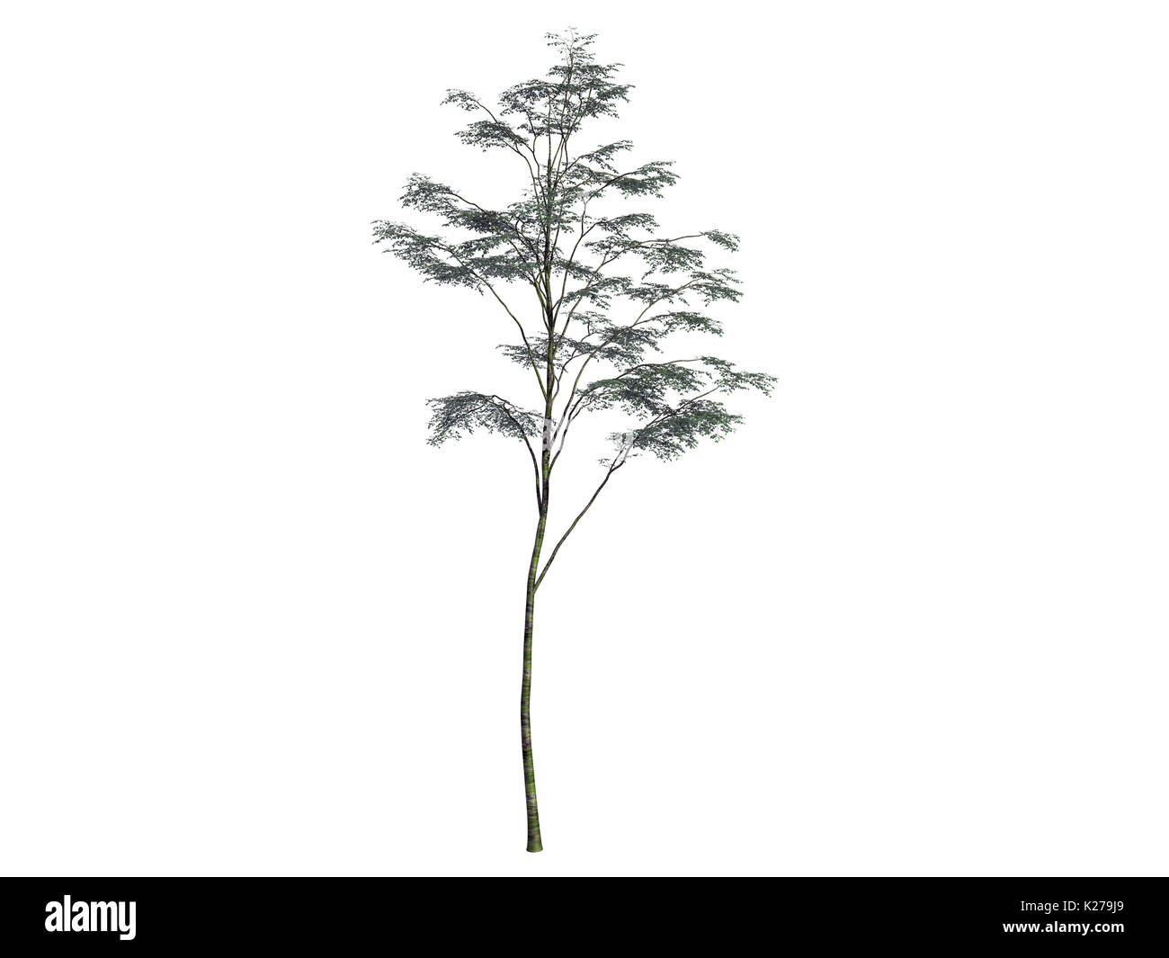 3d rendering of a realistic green tree isolated on white Stock Photo ...
