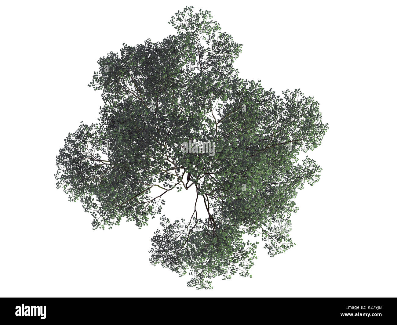 3d rendering of a realistic green top view tree isolated on white Stock ...