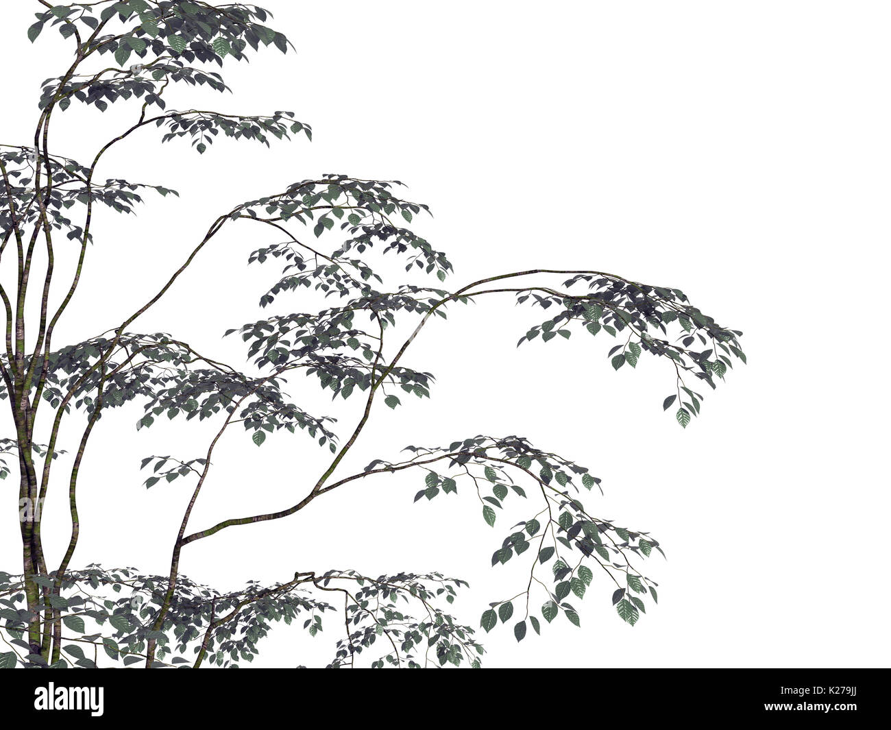 3d rendering of a foreground tree branch isolated on white Stock Photo ...