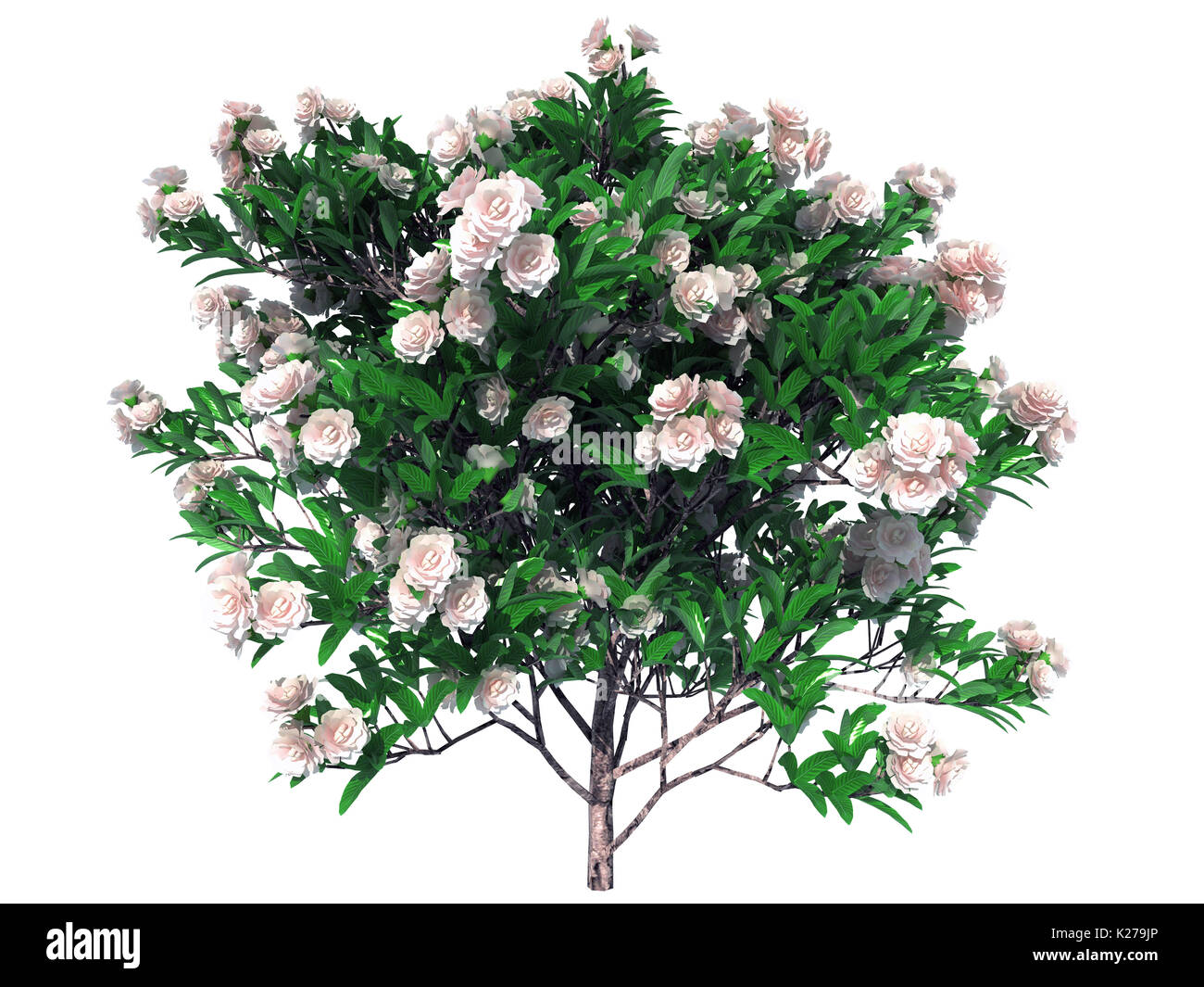 3d rendering of a realistic flower bush isolated on white Stock Photo ...