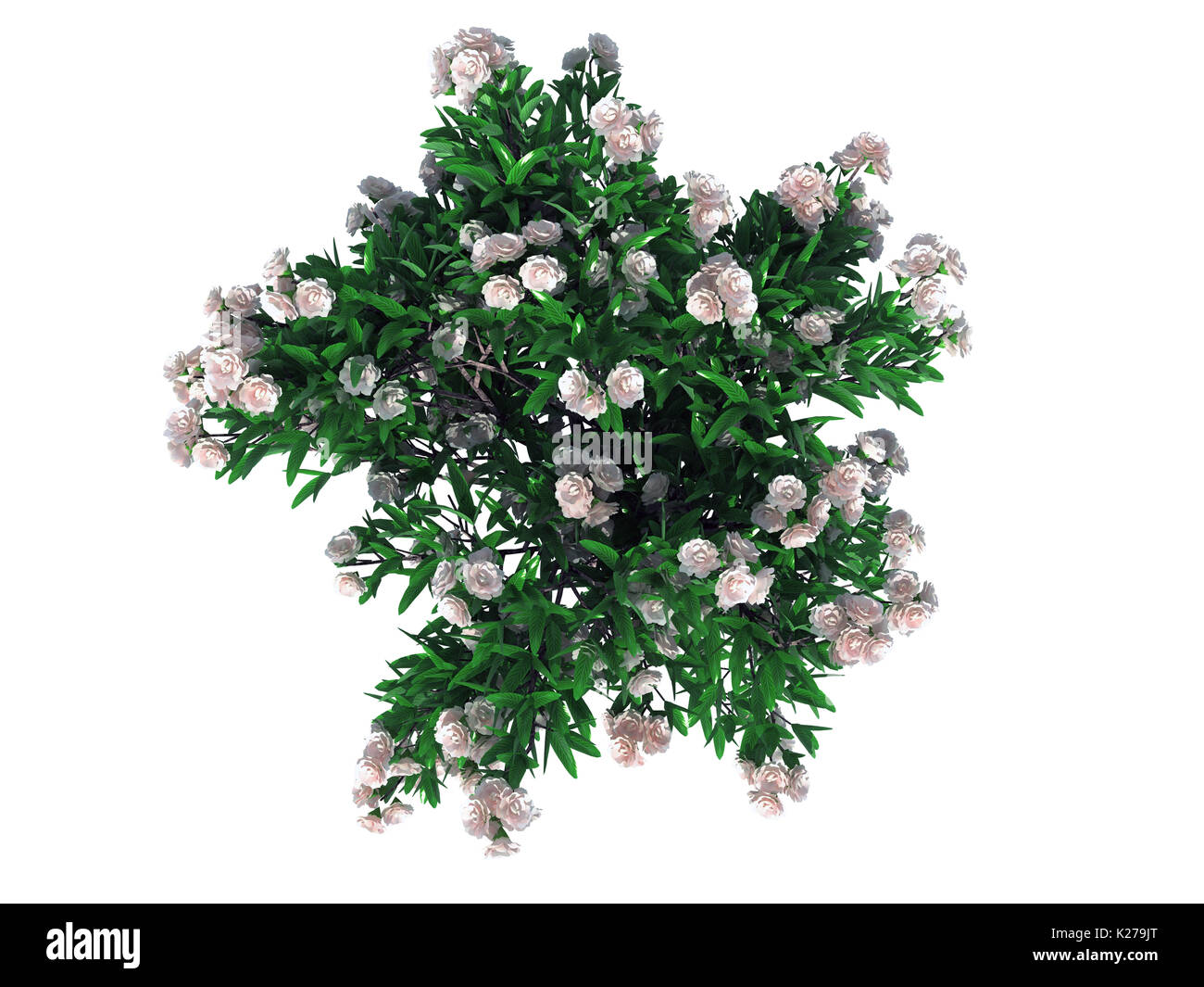 Top of tree Cut Out Stock Images & Pictures - Alamy
