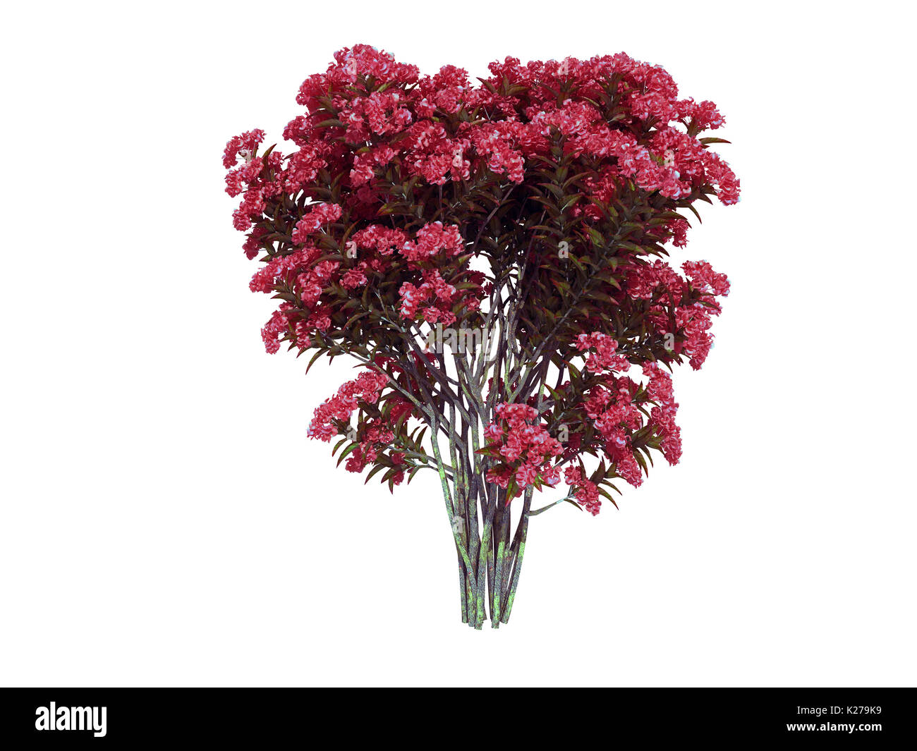 3d rendering of a realistic flower bush isolated on white Stock Photo ...