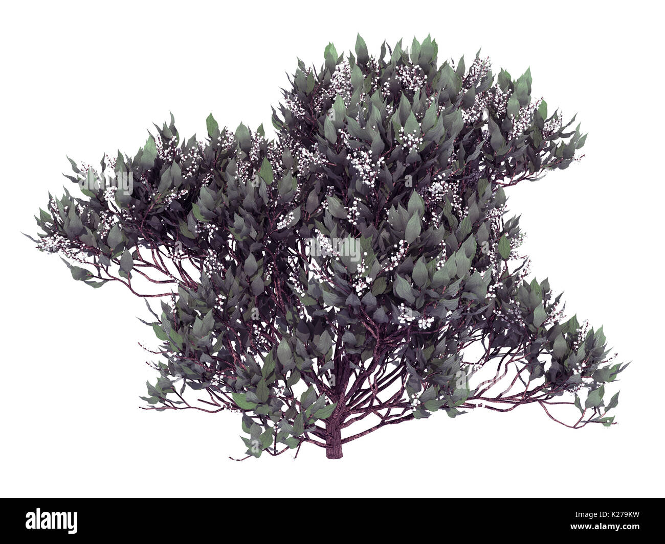 3d rendering of a realistic flower bush isolated on white Stock Photo ...