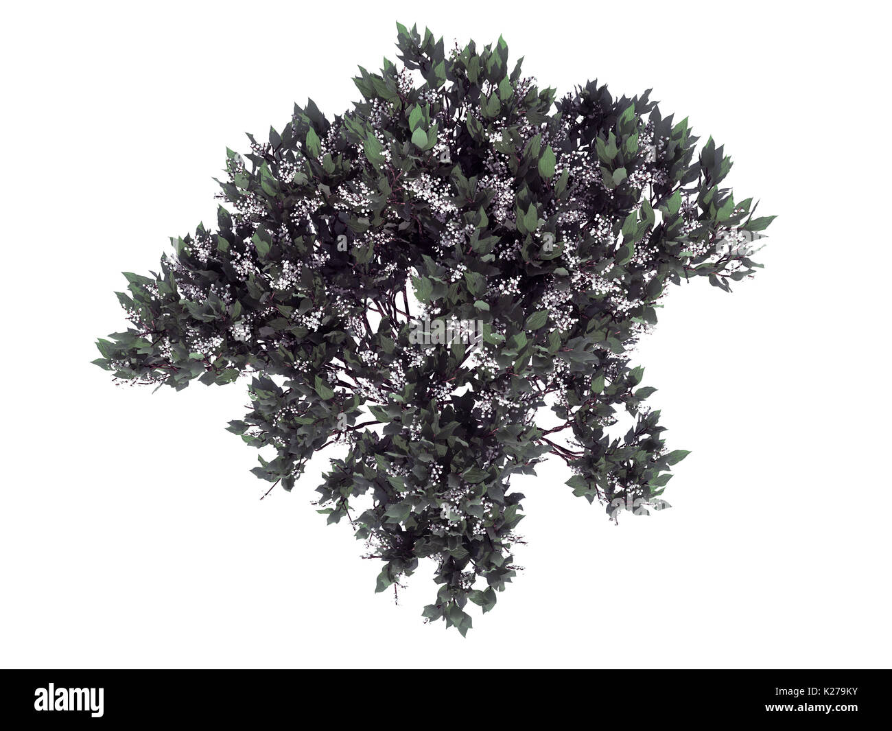 3d rendering of a flower bush from top view isolated on white Stock ...