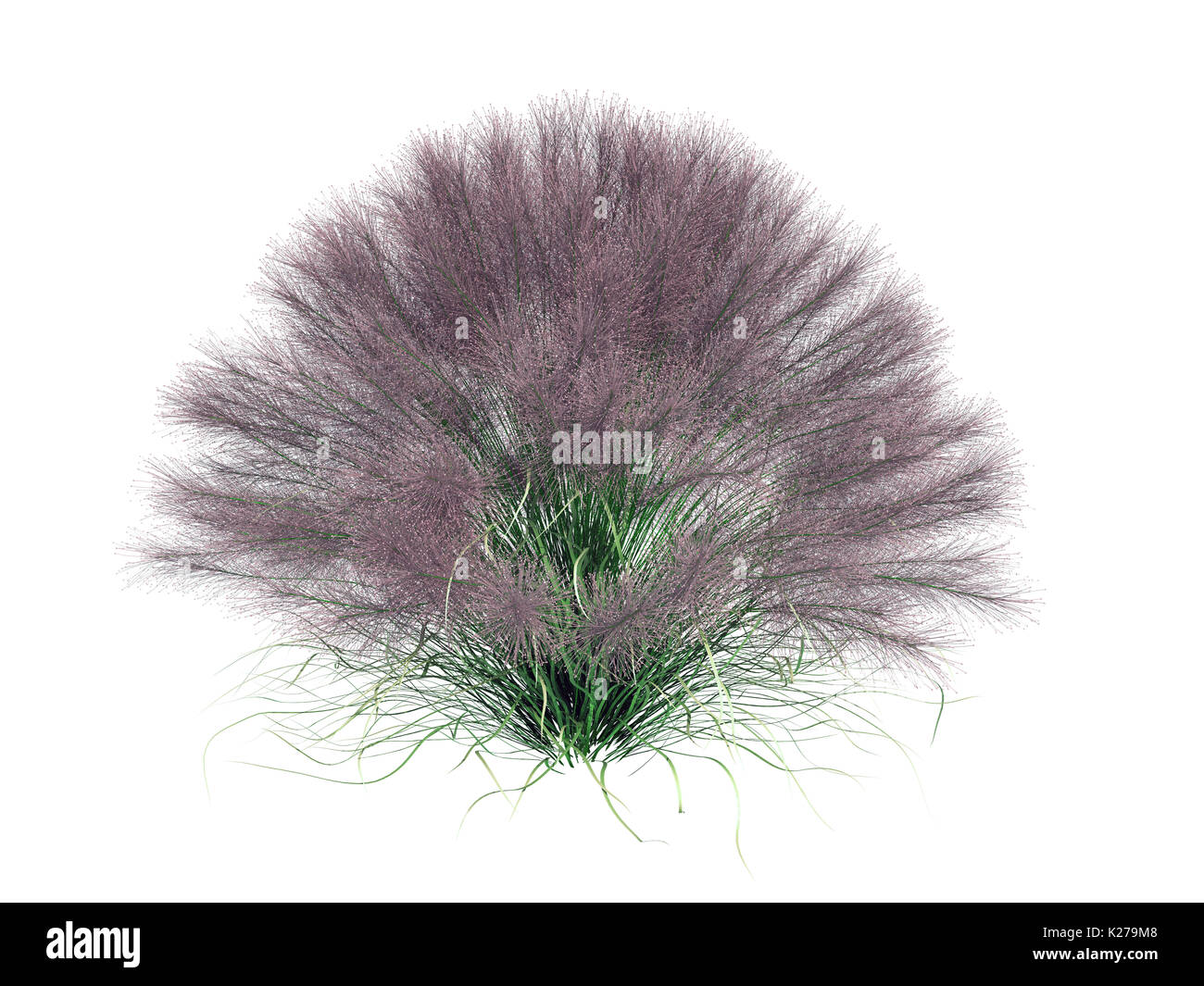 3d rendering of a realistic flower bush isolated on white Stock Photo ...
