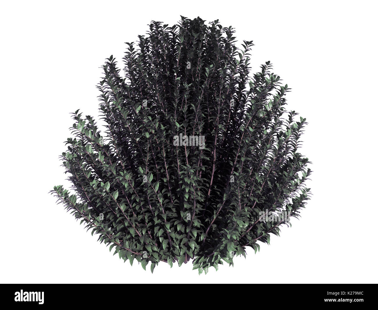 Realistic flower Cut Out Stock Images & Pictures - Alamy
