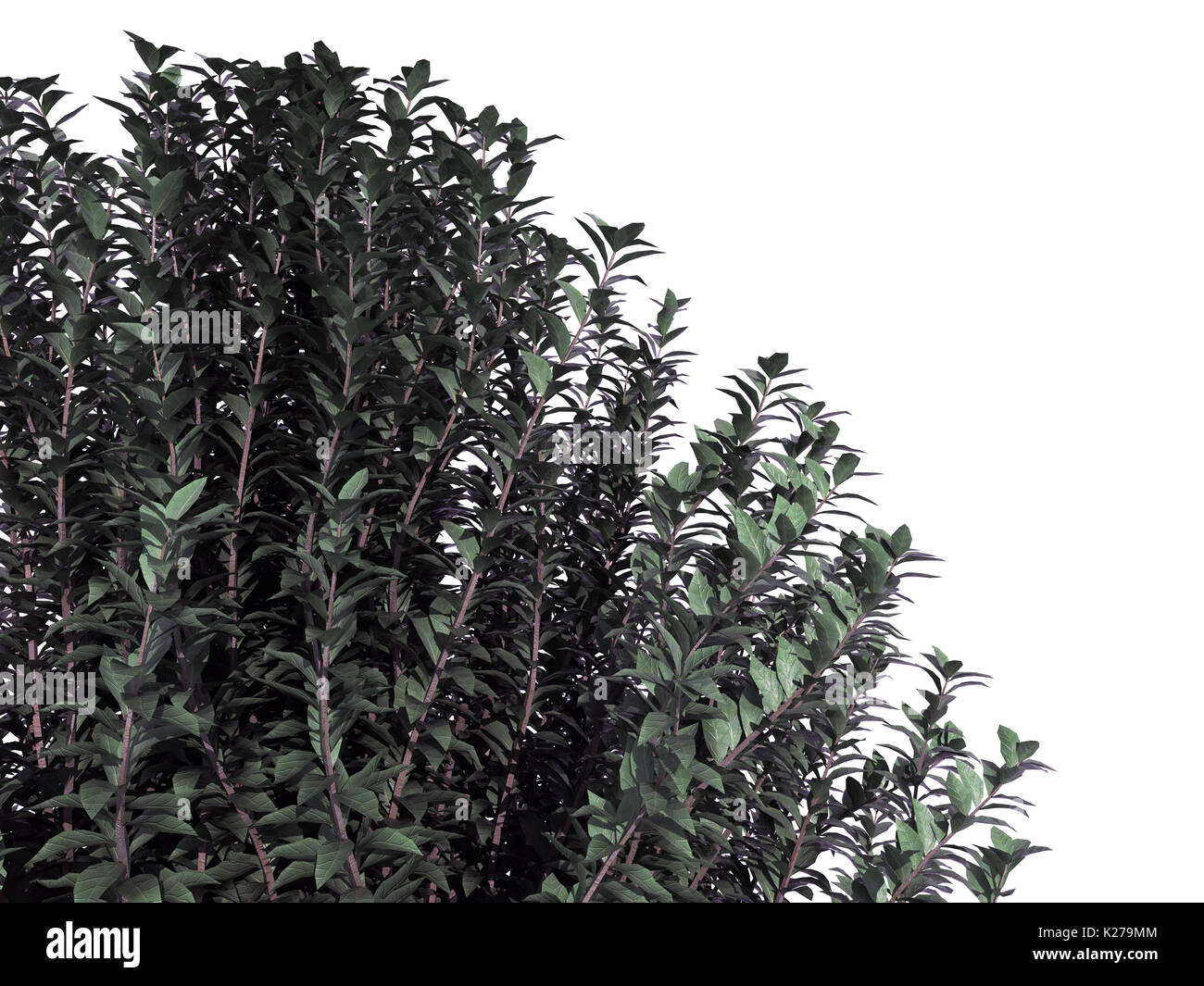 3d rendering of a foreground flower bush isolated on white Stock Photo ...